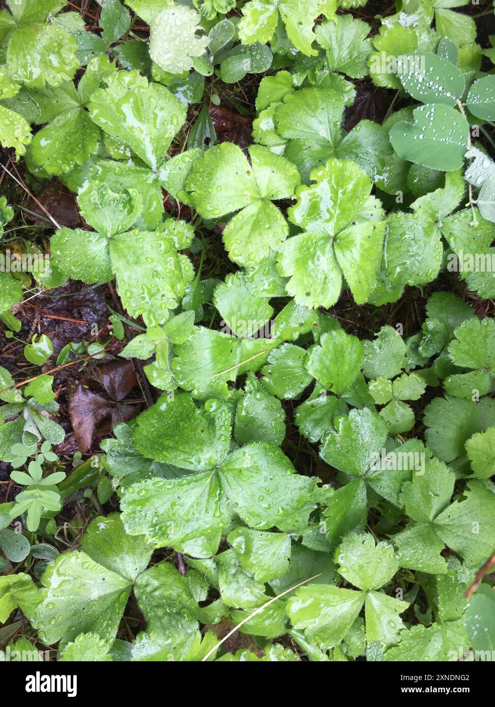 Appalachian barren-strawberry (Waldsteinia fragarioides) Plantae Stock ...