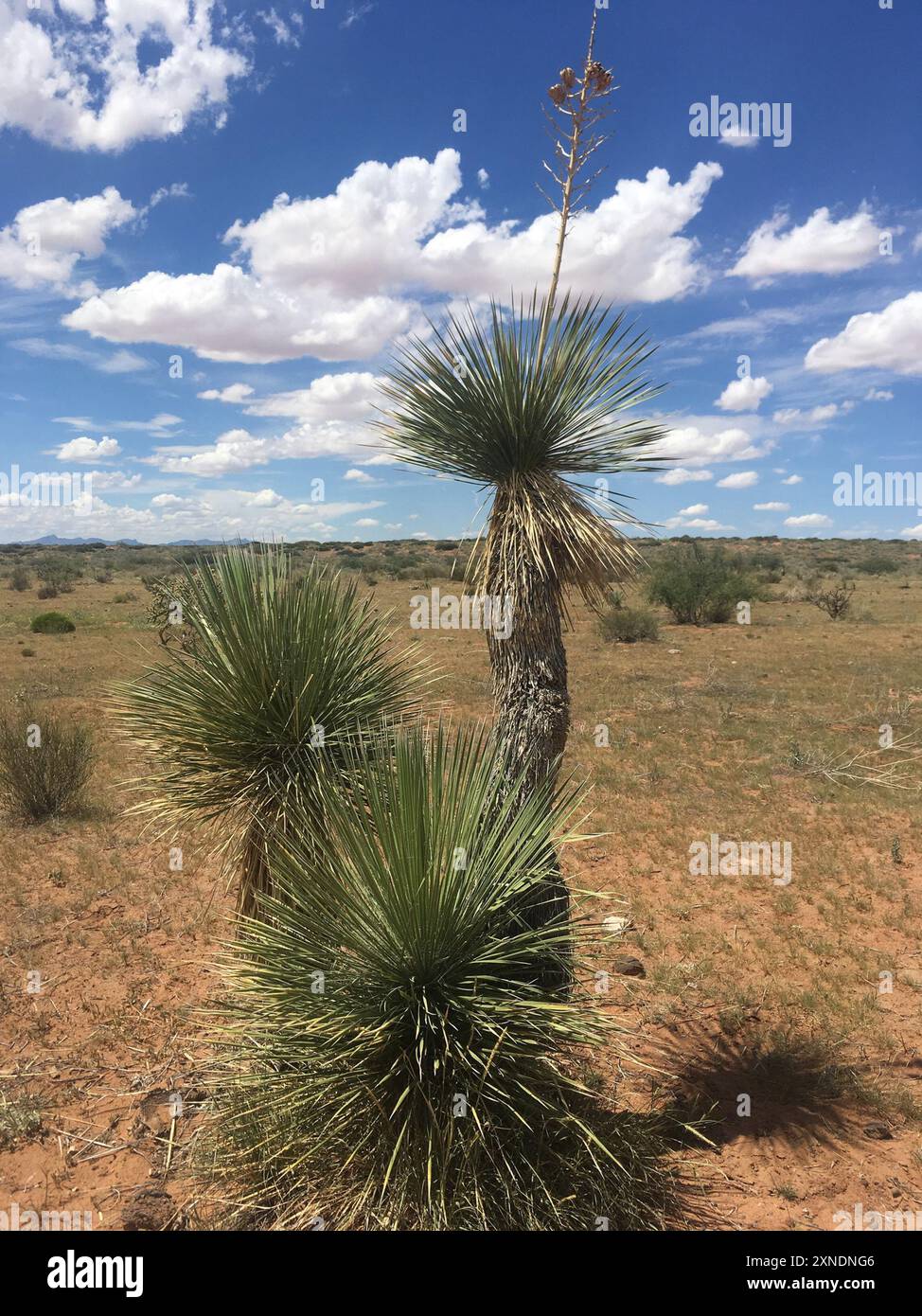 (Yucca elata elata) Plantae Stock Photo - Alamy