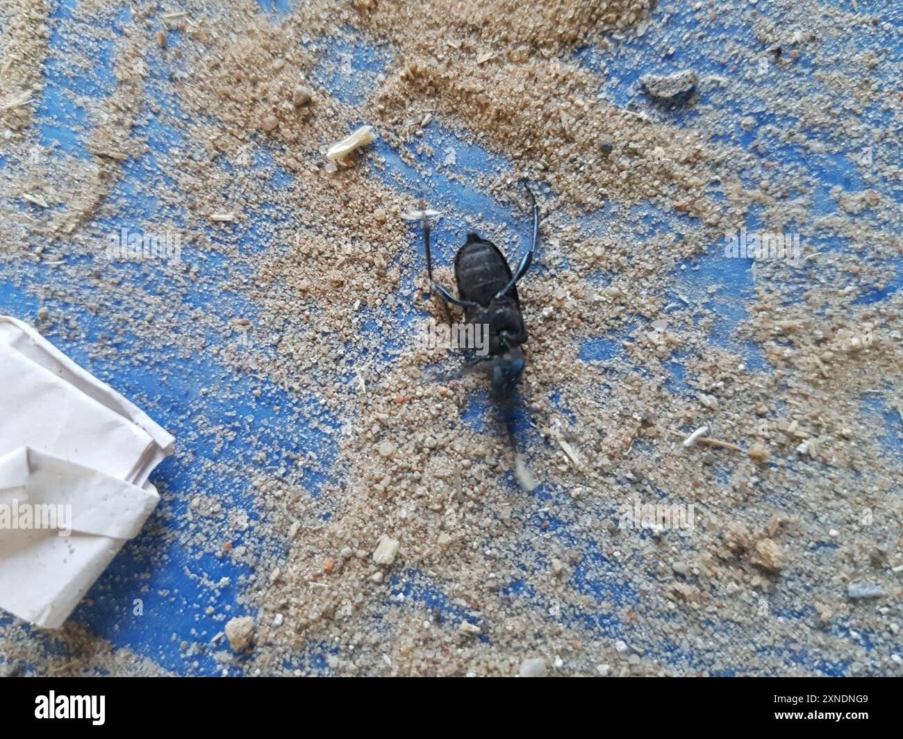 Violet tanbark beetle (Callidium violaceum) Insecta Stock Photo - Alamy