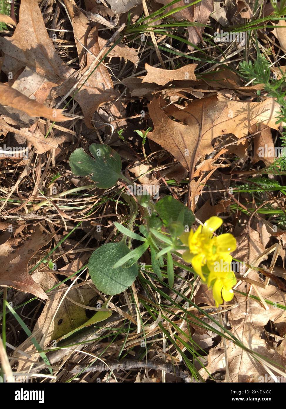 Prairie Buttercup (Ranunculus rhomboideus) Plantae Stock Photo - Alamy