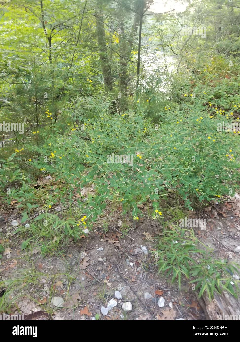 eastern wild indigo (Baptisia tinctoria) Plantae Stock Photo - Alamy