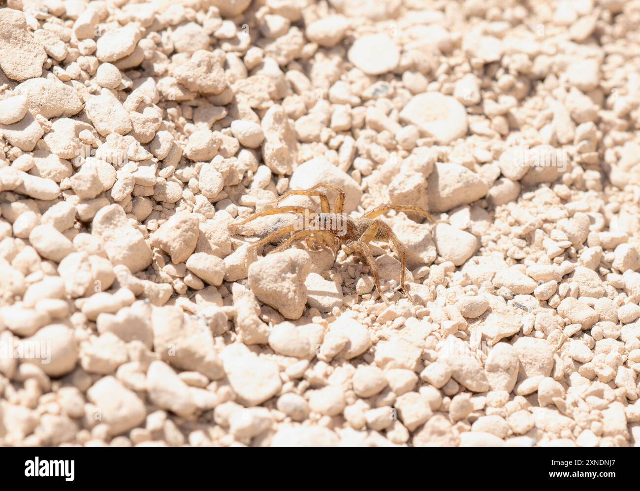 A Varacosa gosiuta wolf spider is moving across a bed of gravel in ...