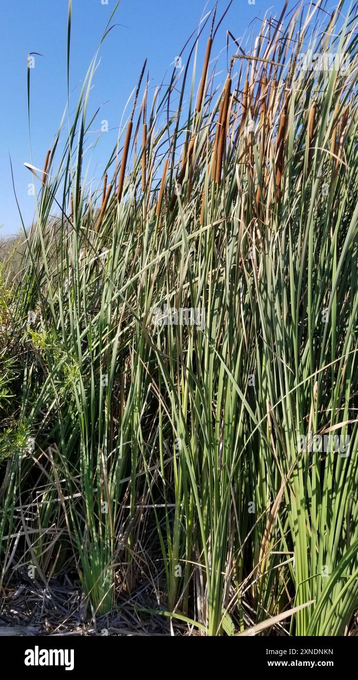 Cattails (Typha) Plantae Stock Photo - Alamy