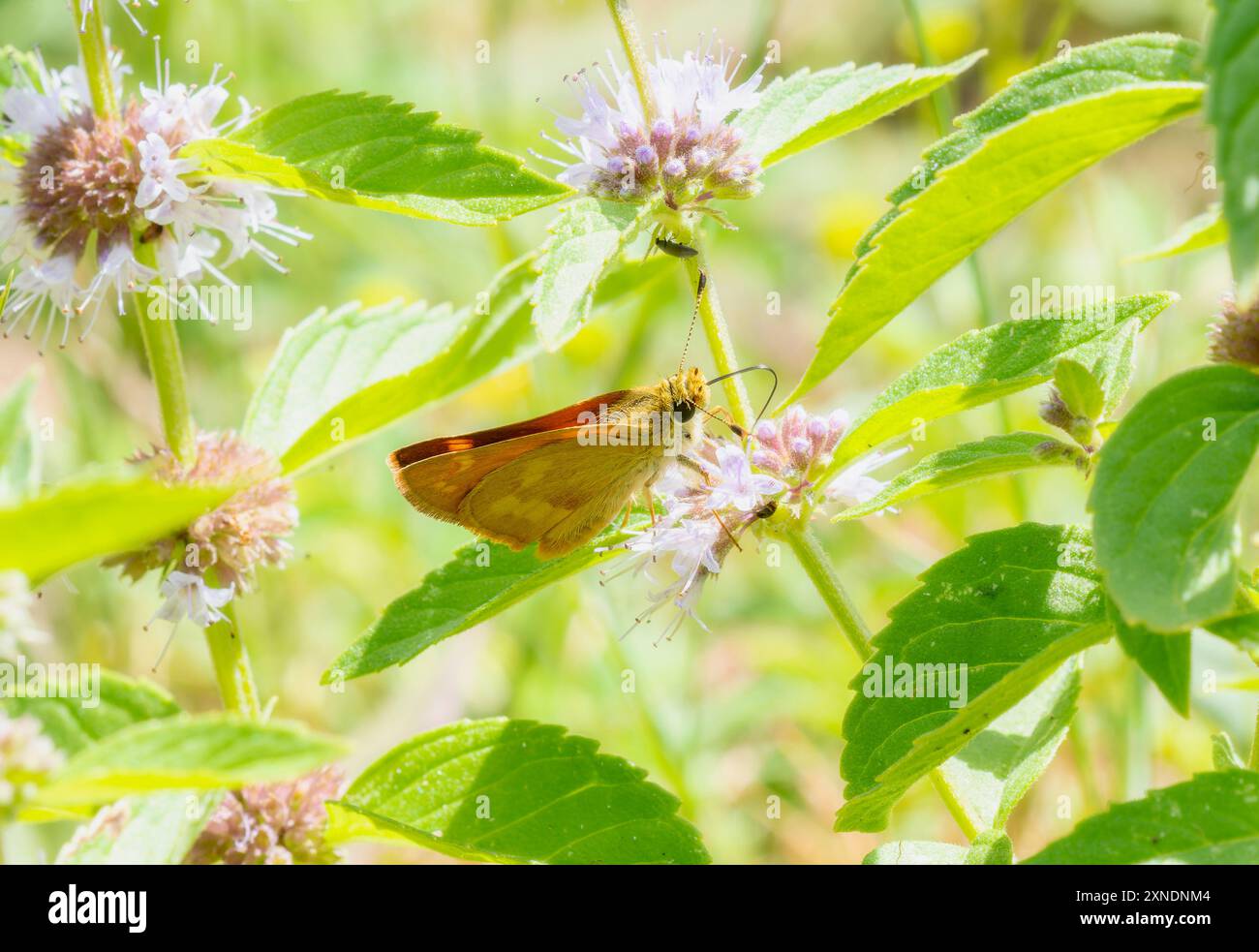 A Woodland Skipper Anaxyrus woodhousii butterfly gathers pollen in ...