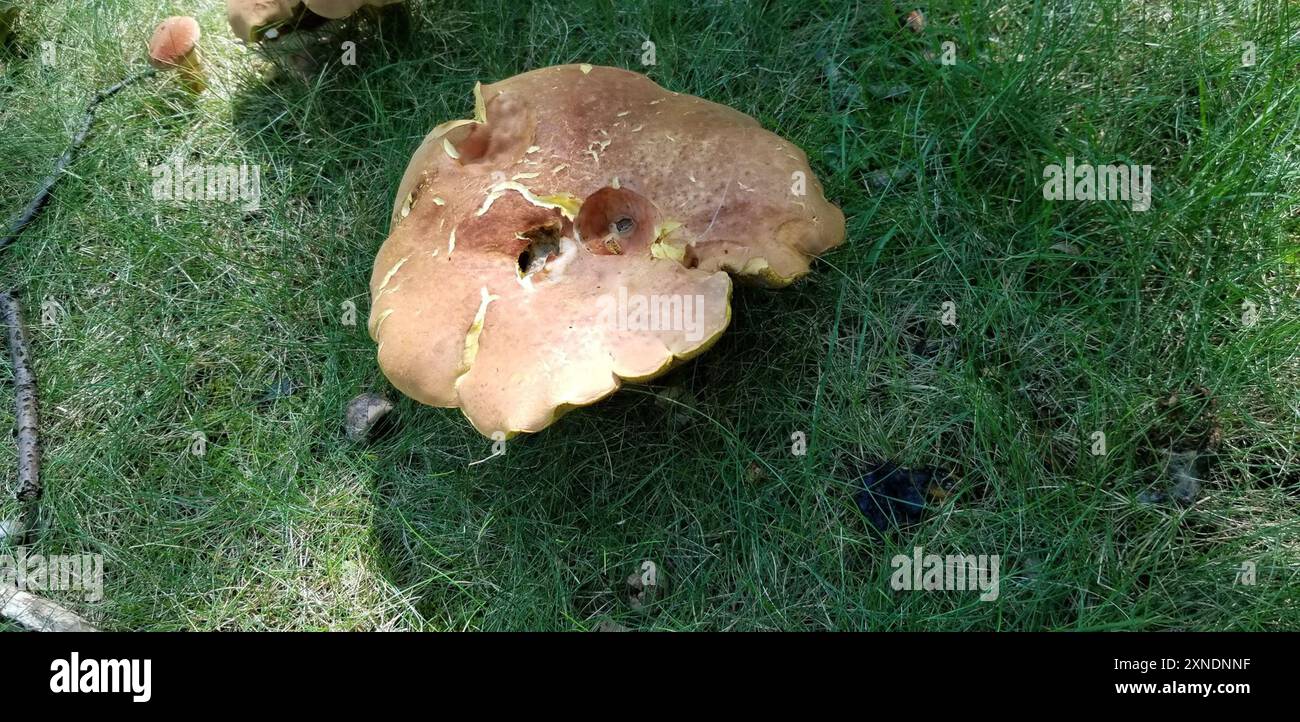 Red-cracking Bolete (Xerocomellus chrysenteron) Fungi Stock Photo - Alamy