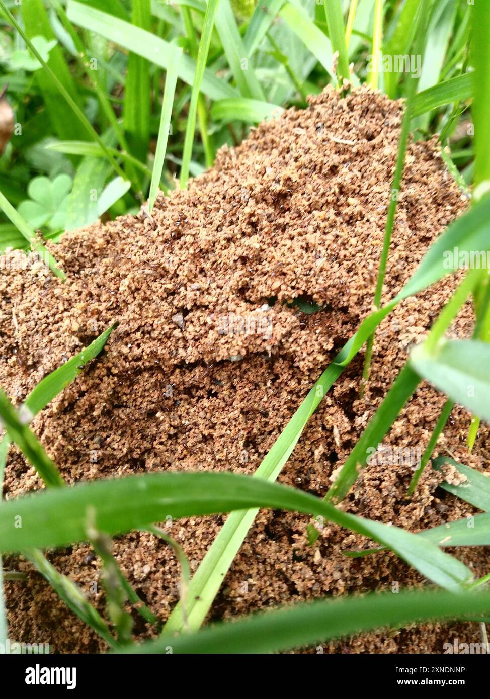Solenopsis Fire Ants and Thief Ants (Solenopsis) Insecta Stock Photo ...