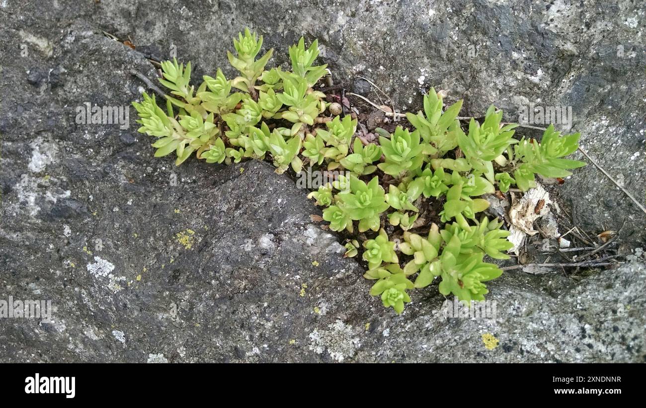 Stringy Stonecrop (Sedum sarmentosum) Plantae Stock Photo - Alamy