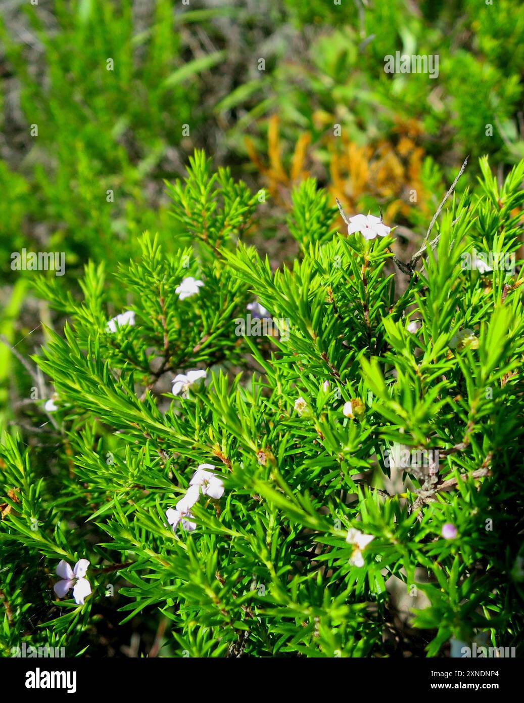 Pink Breath of Heaven (Coleonema pulchellum) Plantae Stock Photo - Alamy