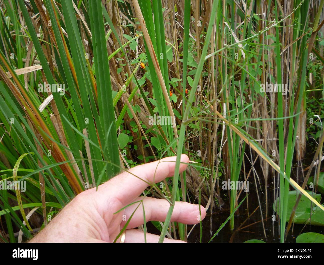 bulblet-bearing water hemlock (Cicuta bulbifera) Plantae Stock Photo ...
