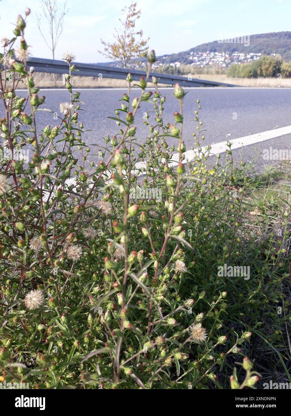 Stinkwort (Dittrichia graveolens) Plantae Stock Photo - Alamy