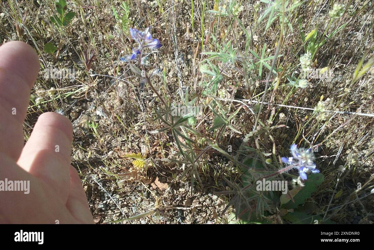 Miniature Lupine (Lupinus bicolor) Plantae Stock Photo - Alamy