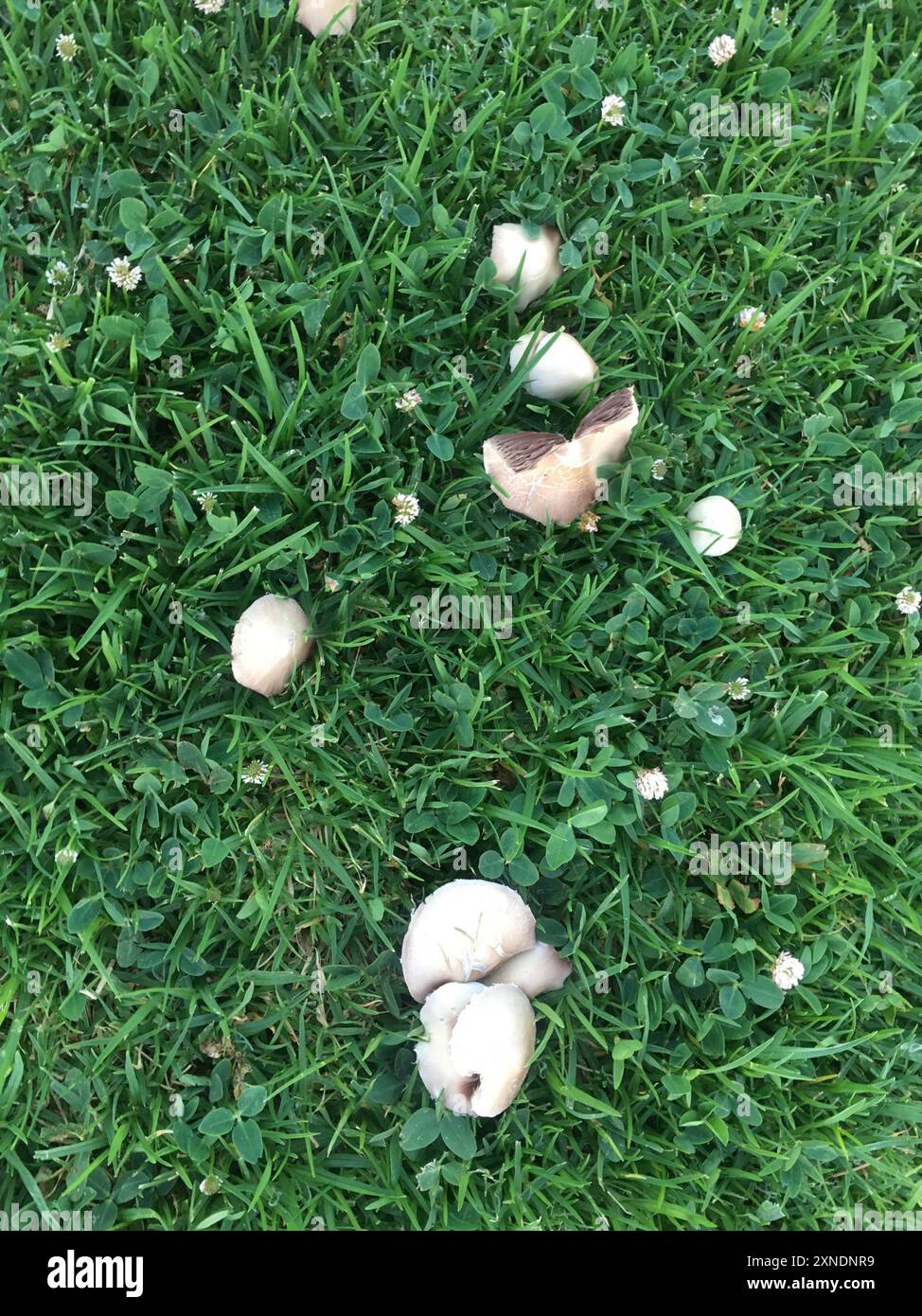 Pale Brittlestem (Candolleomyces candolleanus) Fungi Stock Photo - Alamy