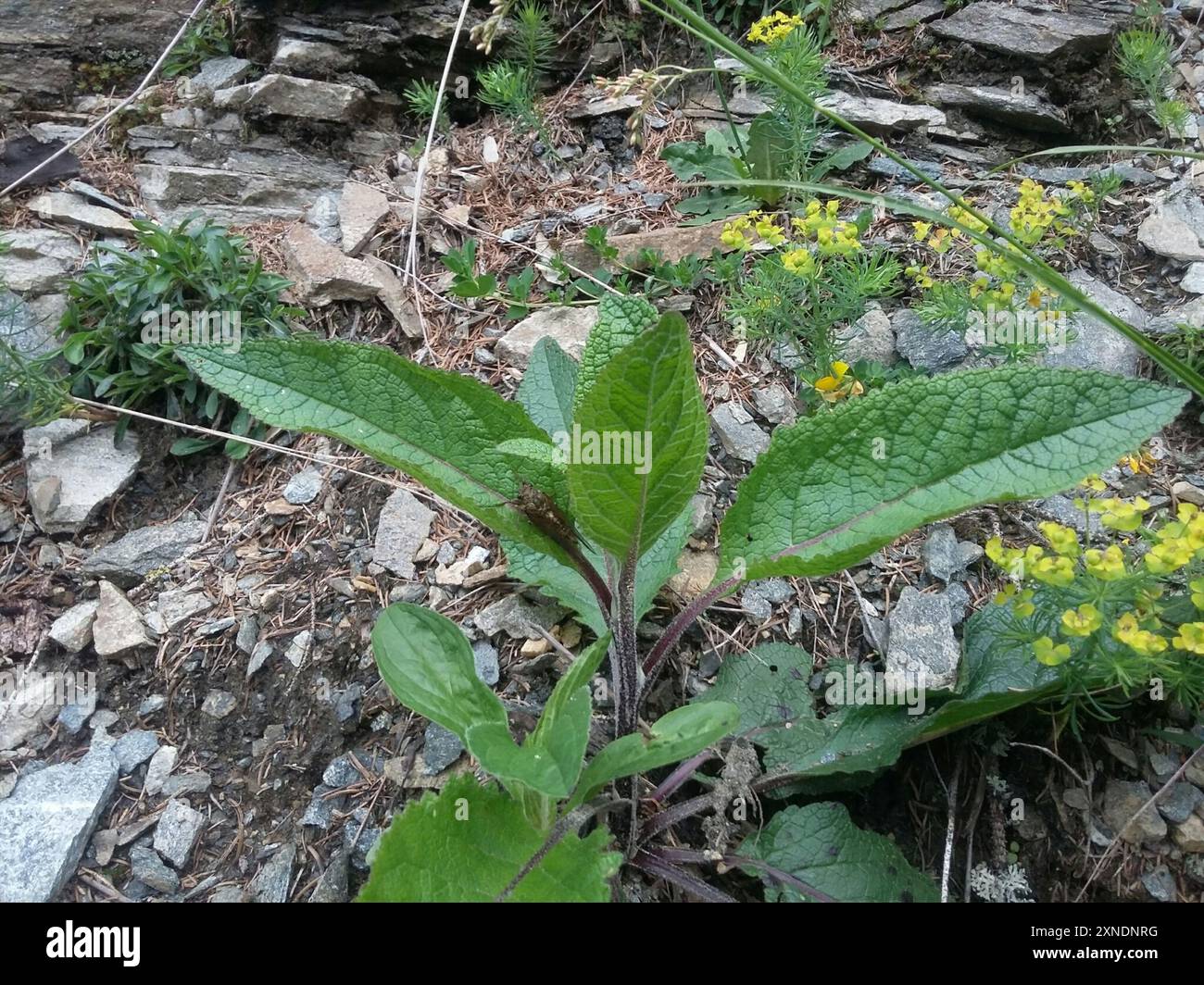 New Forest Cicada (Cicadetta montana) Insecta Stock Photo - Alamy
