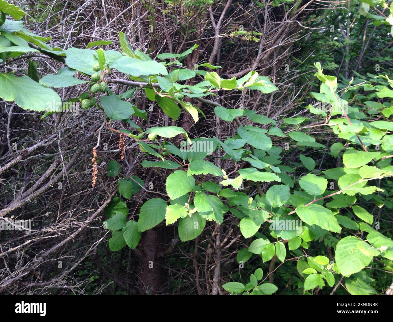 green alder (Alnus alnobetula) Plantae Stock Photo - Alamy