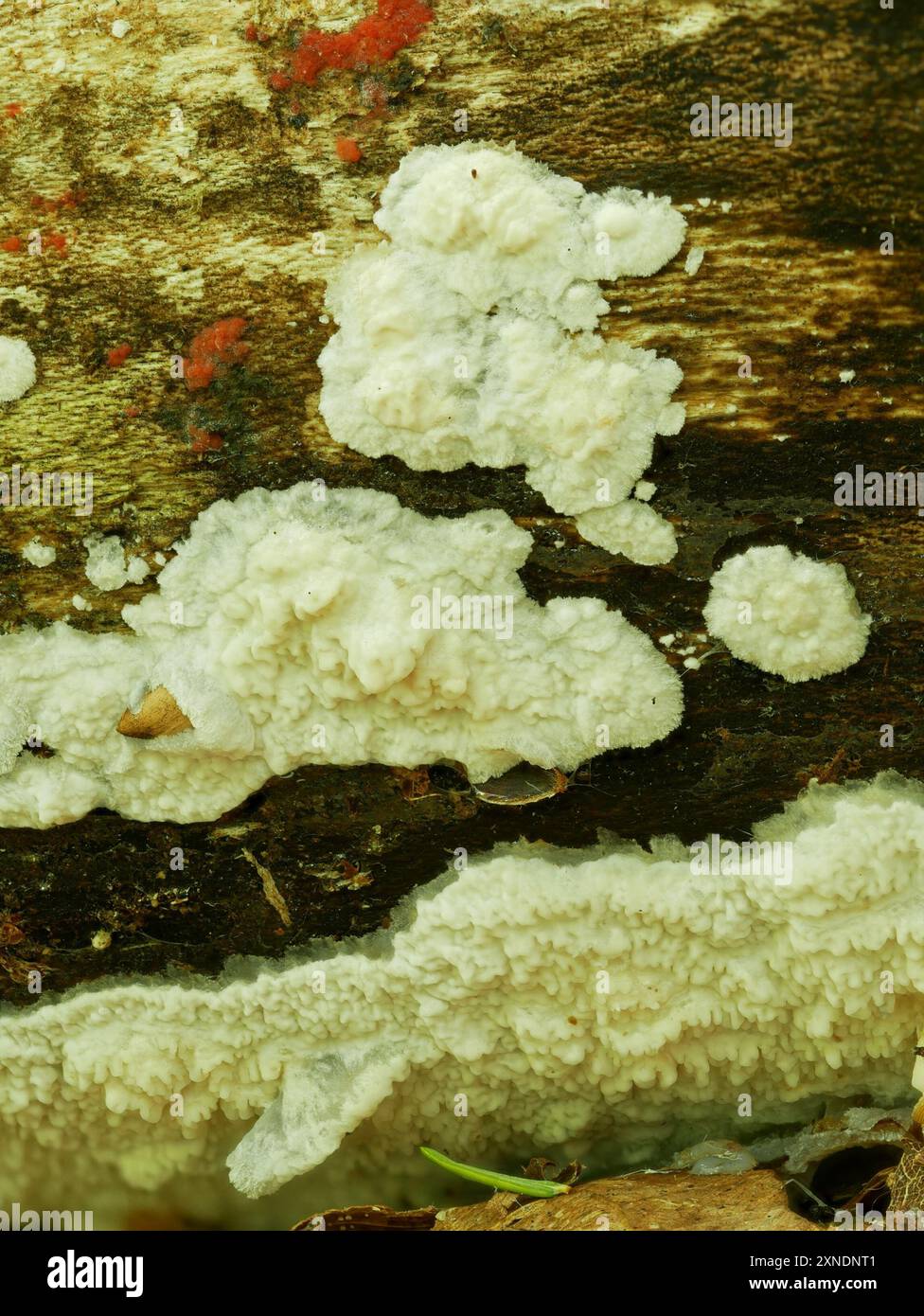 Basidiomycete Fungi (Basidiomycota) Fungi Stock Photo - Alamy