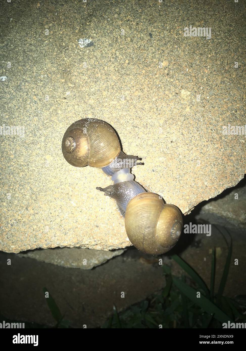 Cuban Brown Snail (Zachrysia provisoria) Mollusca Stock Photo - Alamy