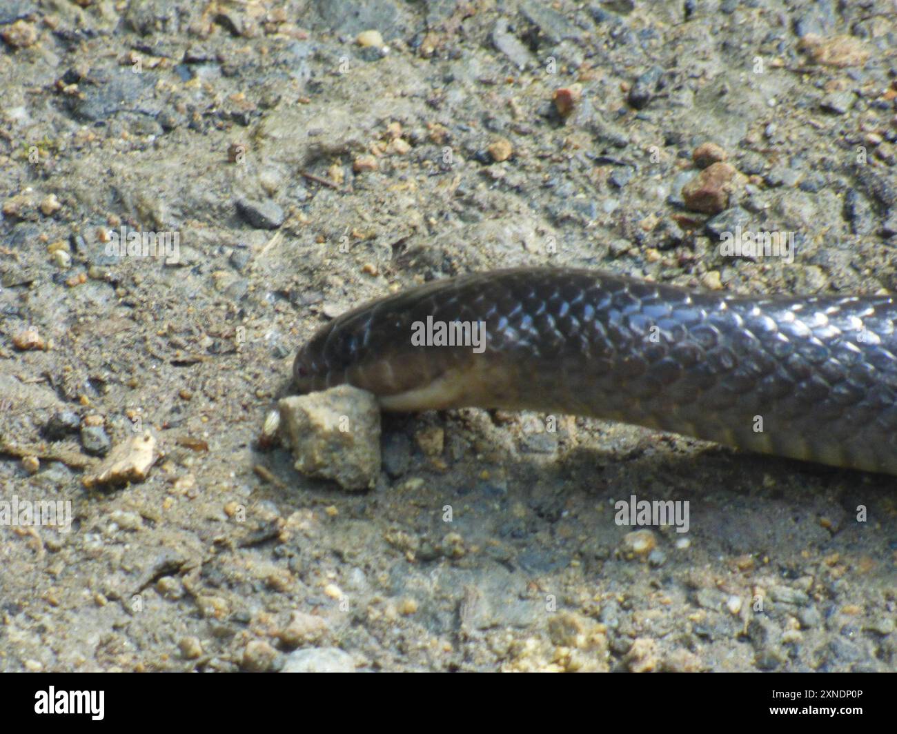 Equatorial Mussurana (Clelia equatoriana) Reptilia Stock Photo - Alamy