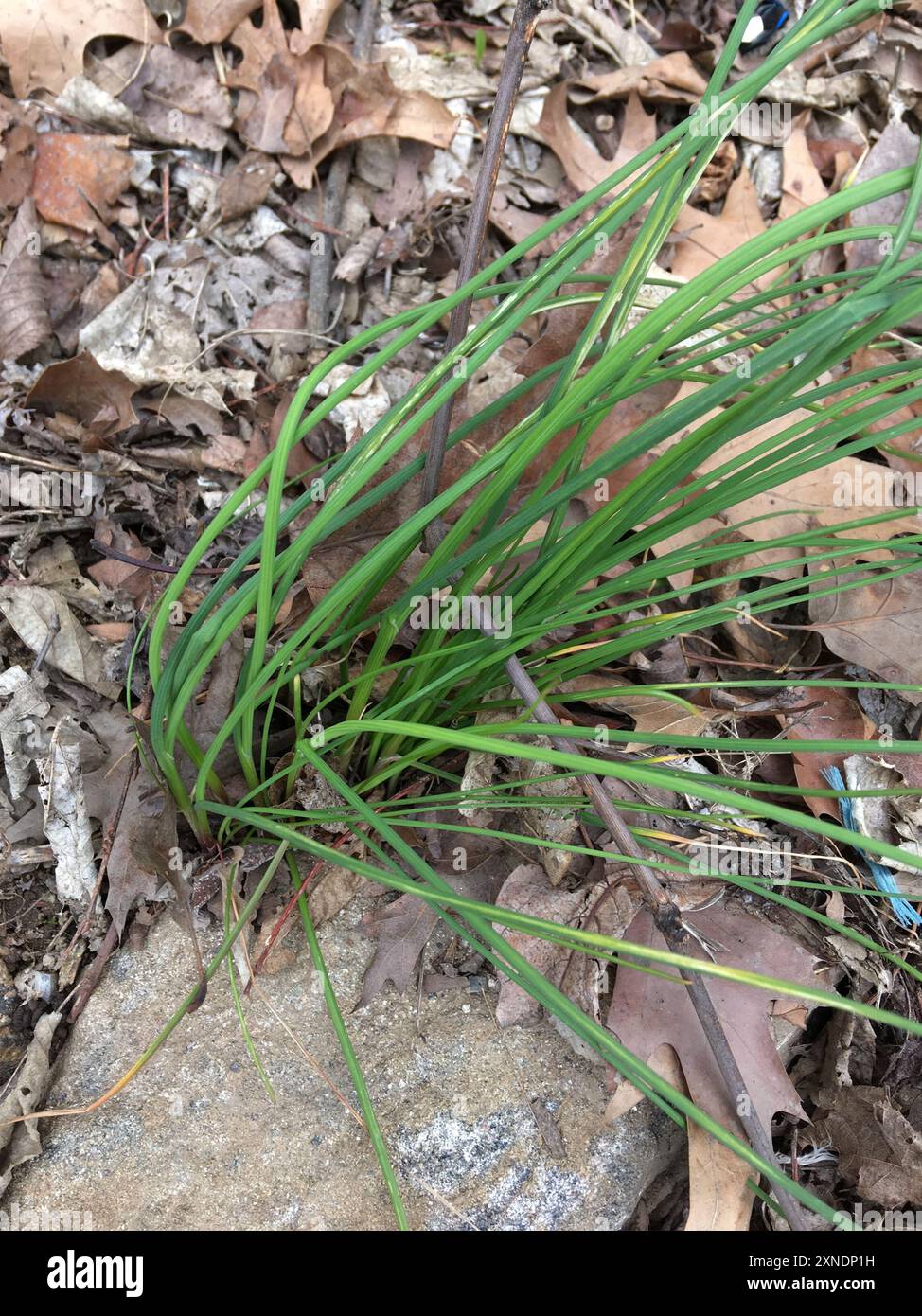 wild garlic (Allium vineale) Plantae Stock Photo - Alamy