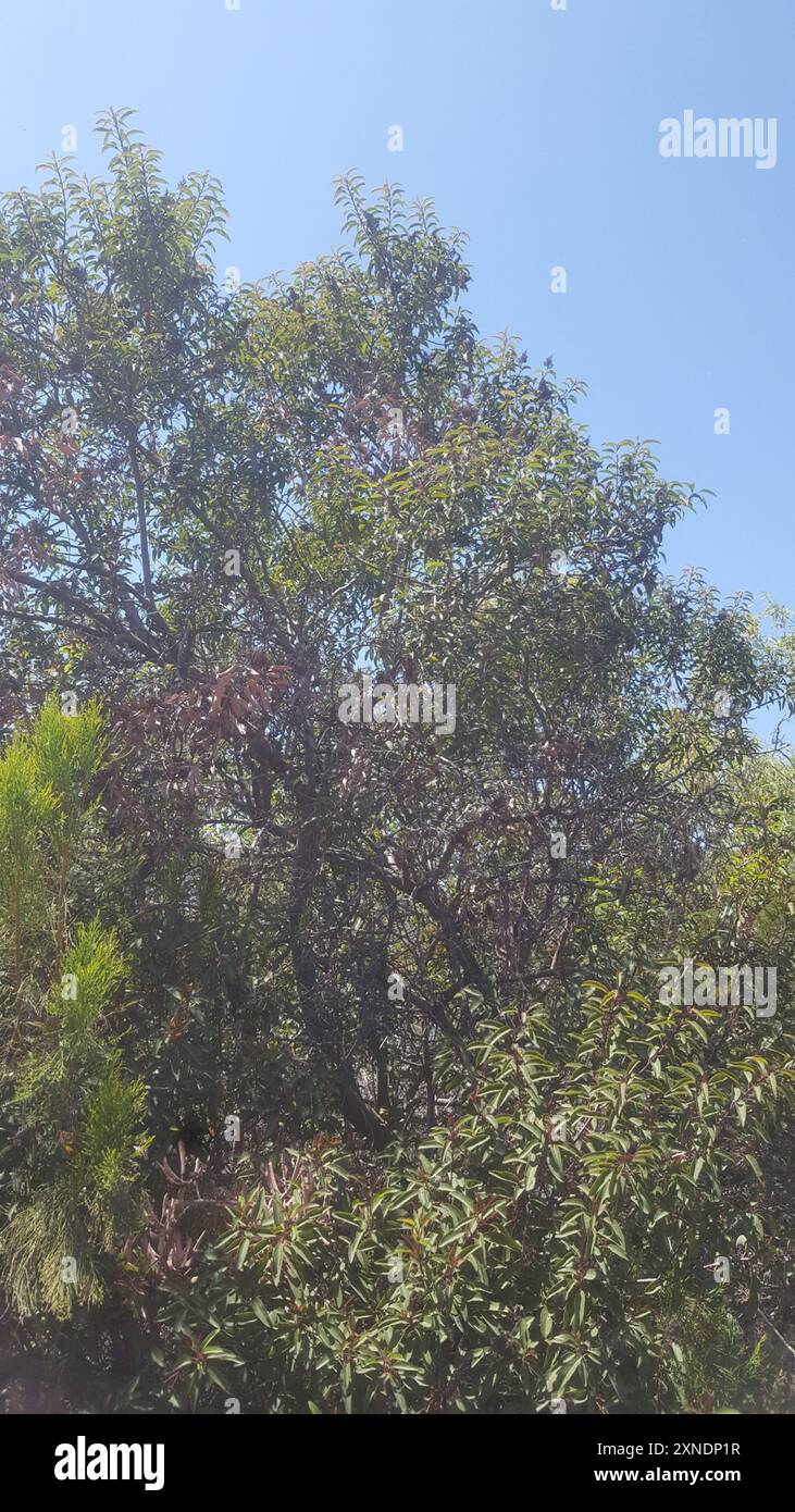 laurel sumac (Malosma laurina) Plantae Stock Photo - Alamy