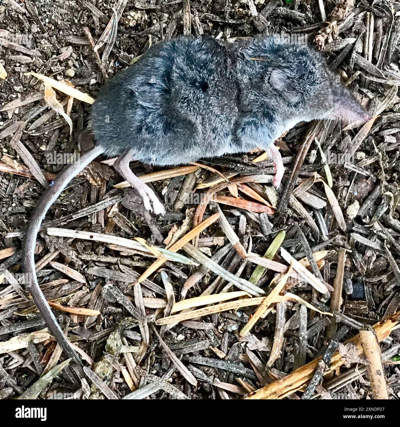 Shrews (Soricidae) Mammalia Stock Photo - Alamy