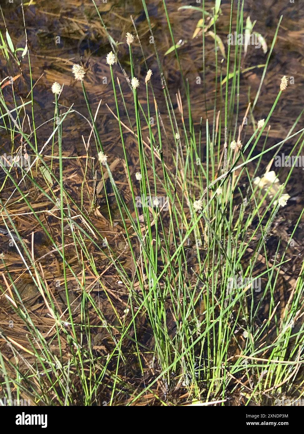 grasses, sedges, cattails, and allies (Poales) Plantae Stock Photo - Alamy