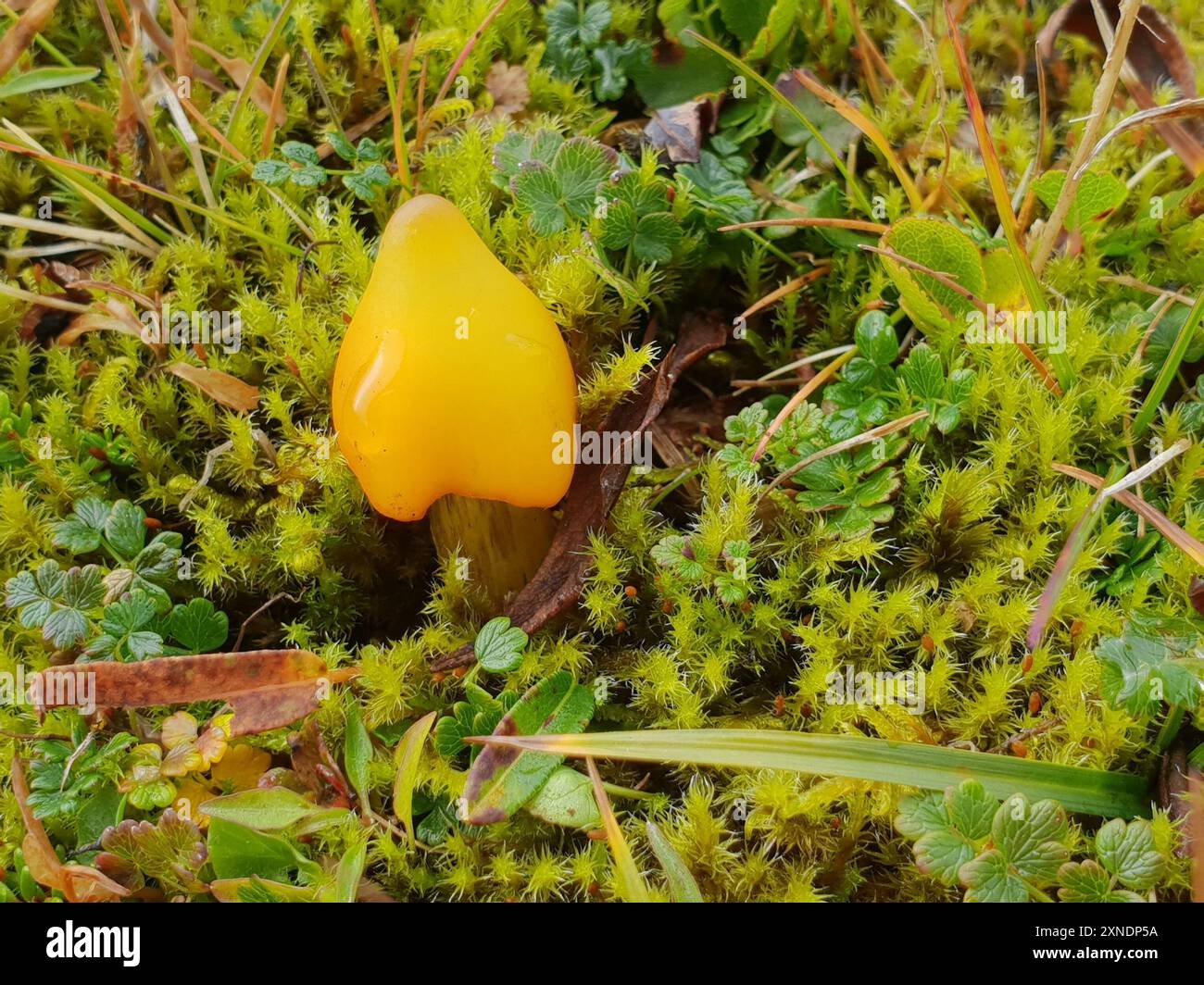 Persistent Waxcap (Hygrocybe persistens) Fungi Stock Photo - Alamy