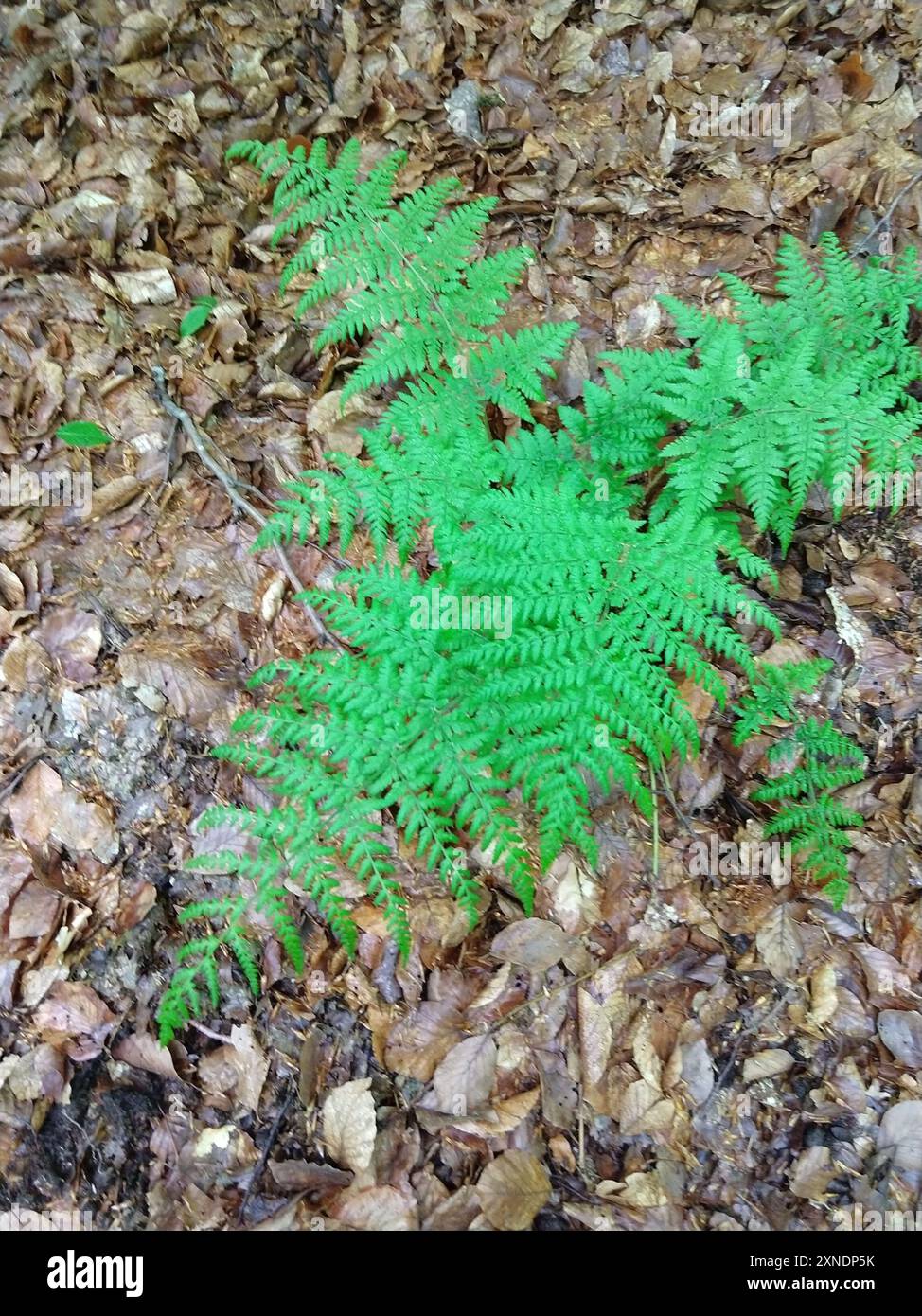 broad buckler-fern (Dryopteris dilatata) Plantae Stock Photo - Alamy