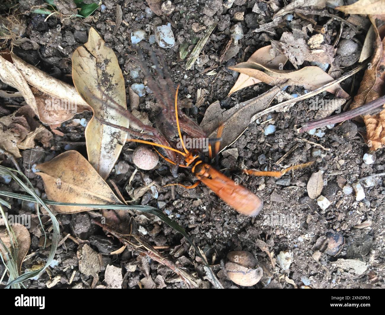 Spider Wasps (Pompilidae) Insecta Stock Photo - Alamy
