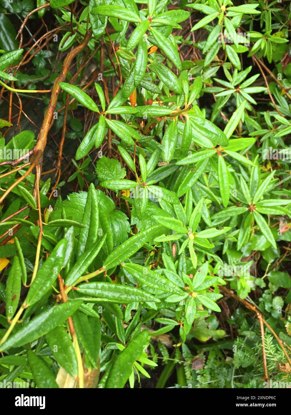 Bog Labrador Tea (Rhododendron groenlandicum) Plantae Stock Photo - Alamy