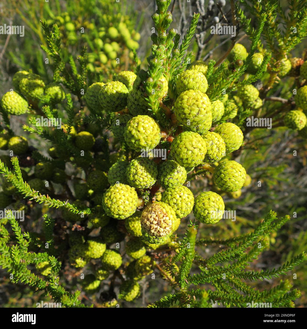 Common Coppice Kolkol (Berzelia intermedia) Plantae Stock Photo - Alamy