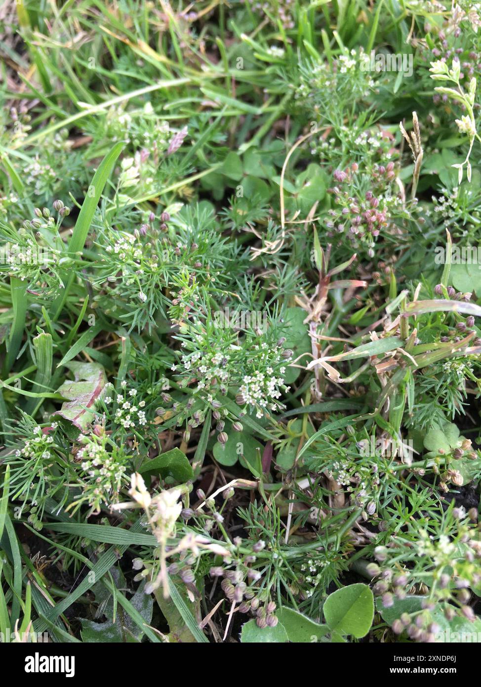 Marsh parsley (Cyclospermum leptophyllum) Plantae Stock Photo - Alamy