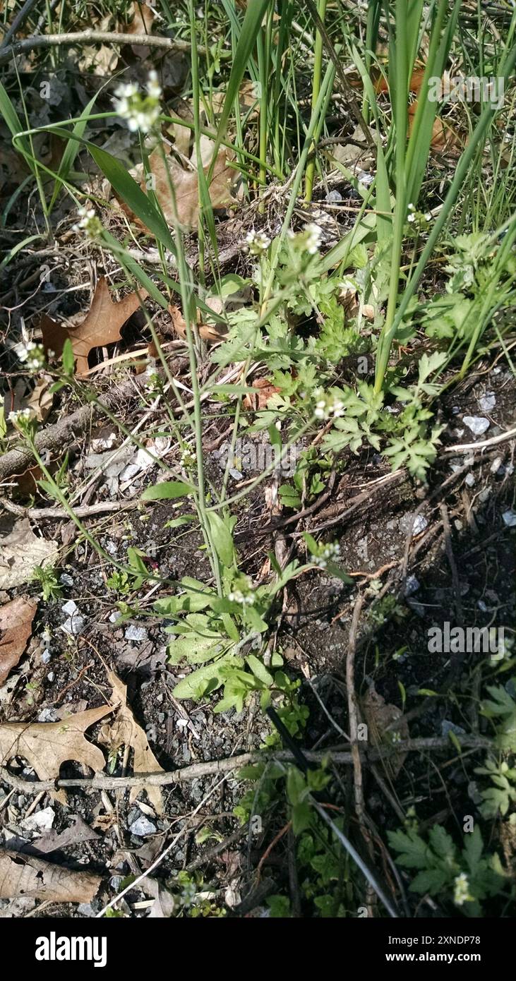 mouse-ear cress (Arabidopsis thaliana) Plantae Stock Photo - Alamy