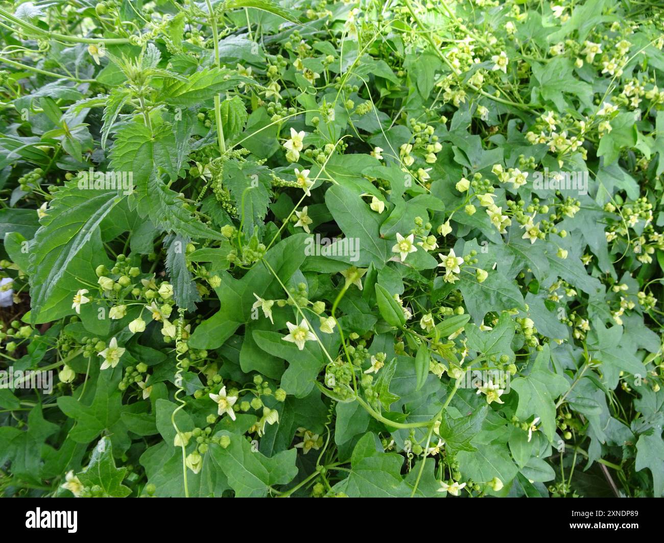 White Bryony (Bryonia cretica dioica) Plantae Stock Photo - Alamy