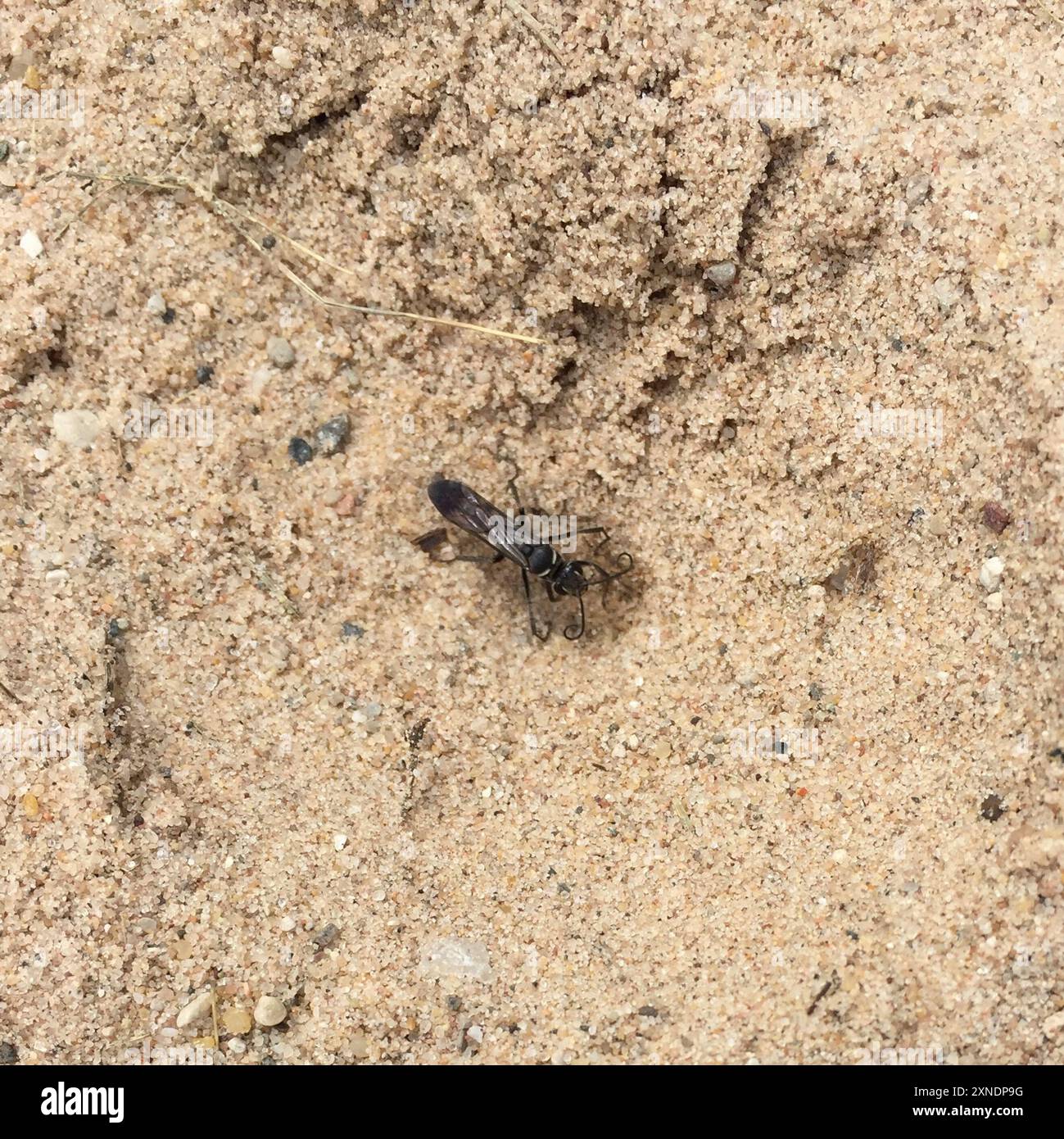 Ants, Bees, and Stinging Wasps (Aculeata) Insecta Stock Photo - Alamy
