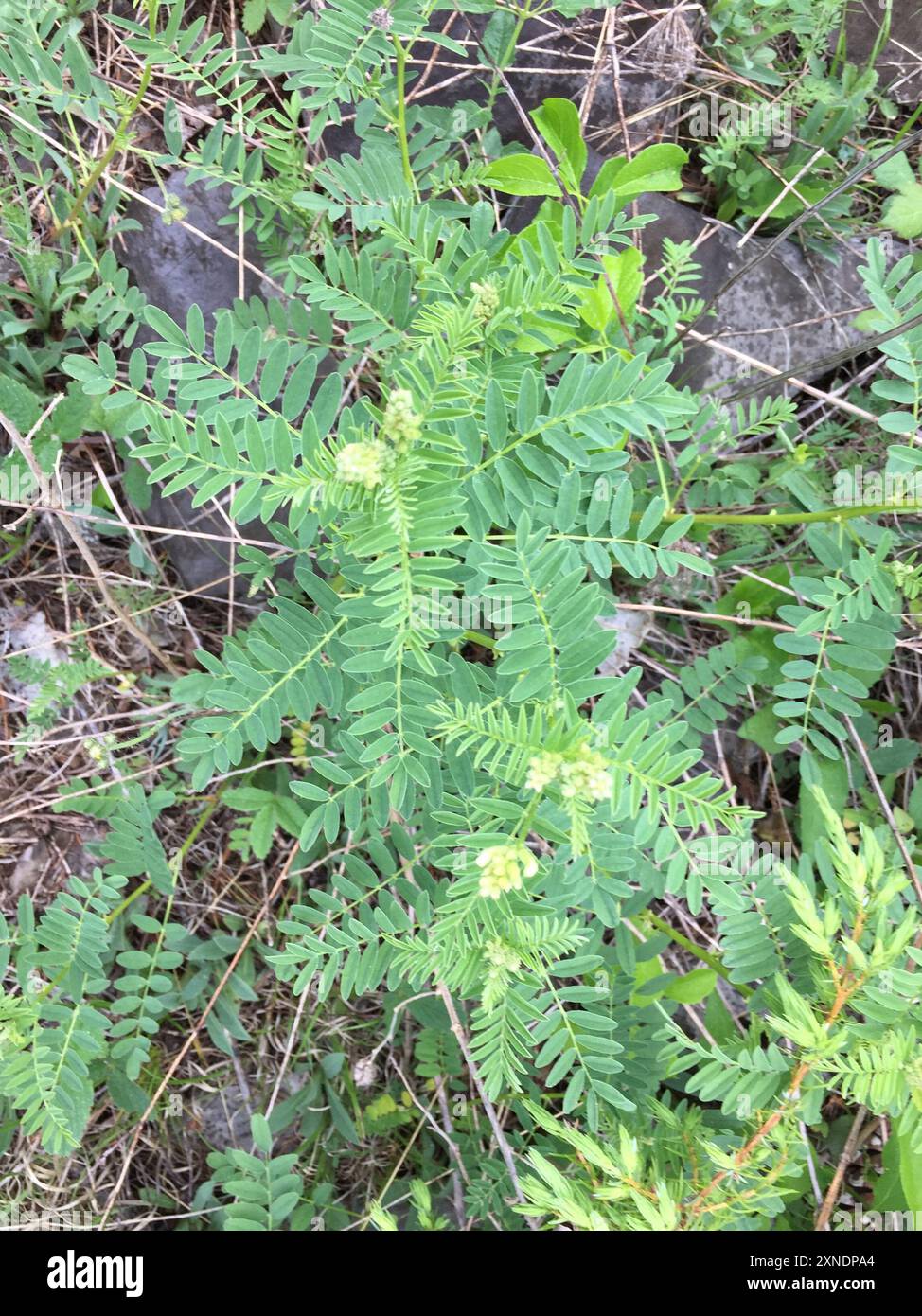 Cooper's Milkvetch (Astragalus neglectus) Plantae Stock Photo - Alamy