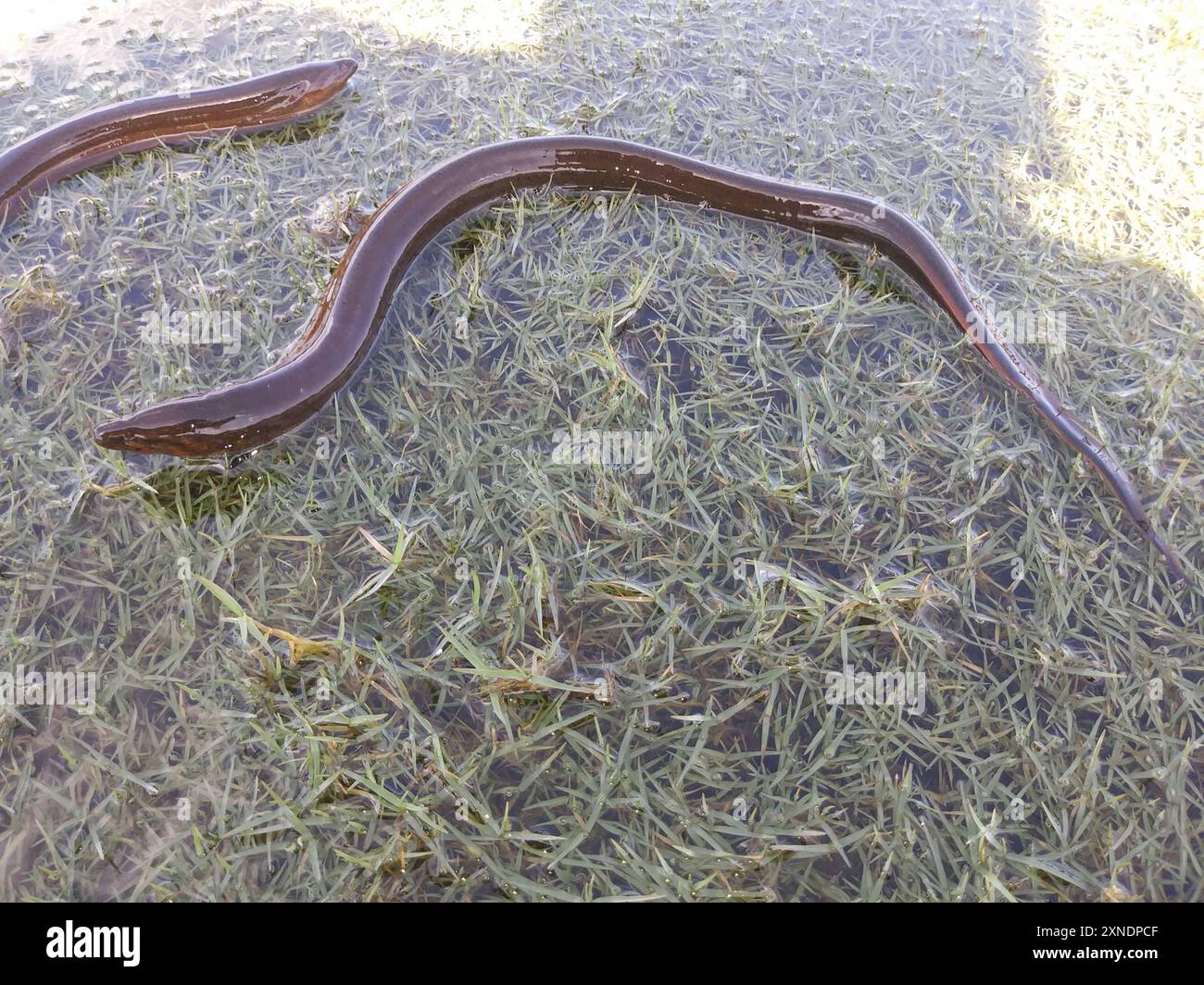 Asian Swamp Eel (Monopterus albus) Actinopterygii Stock Photo - Alamy