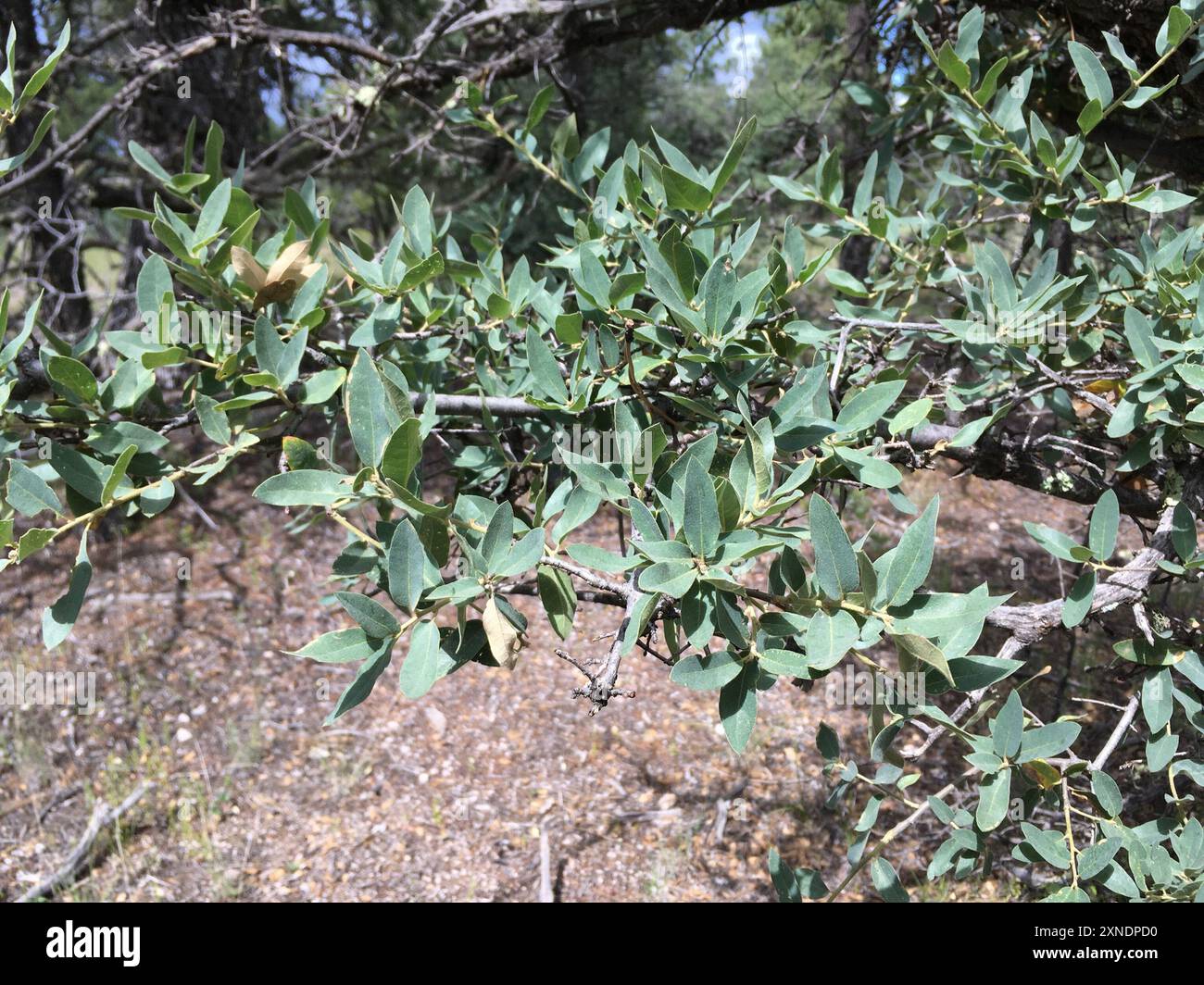 gray oak (Quercus grisea) Plantae Stock Photo - Alamy