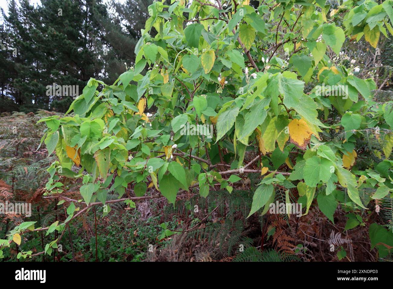 African hemp (Sparrmannia africana) Plantae Stock Photo - Alamy