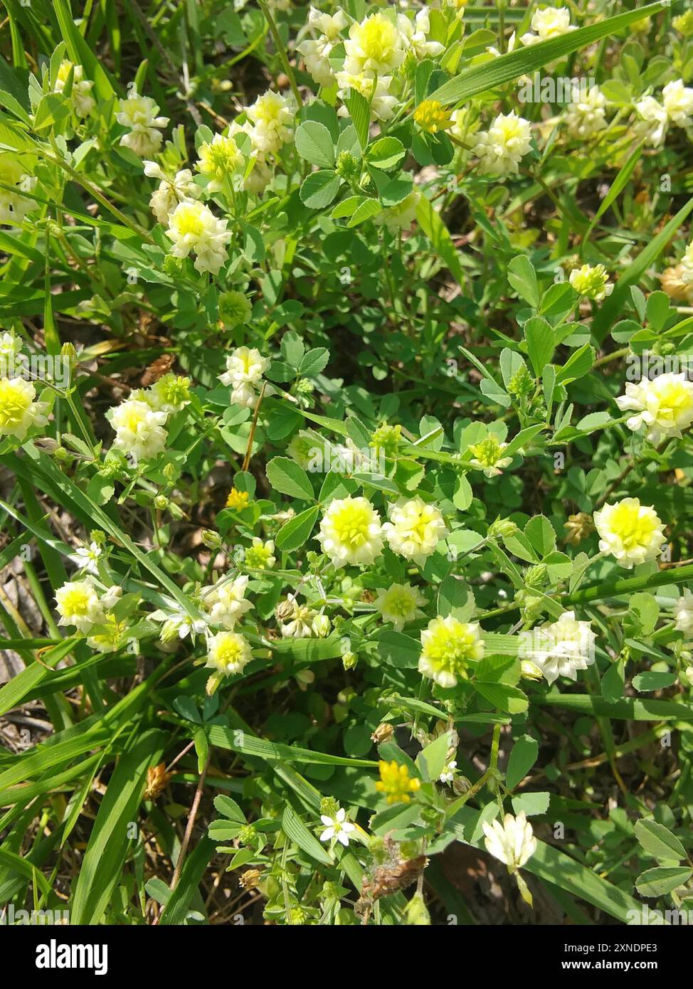 hop trefoil (Trifolium campestre) Plantae Stock Photo - Alamy