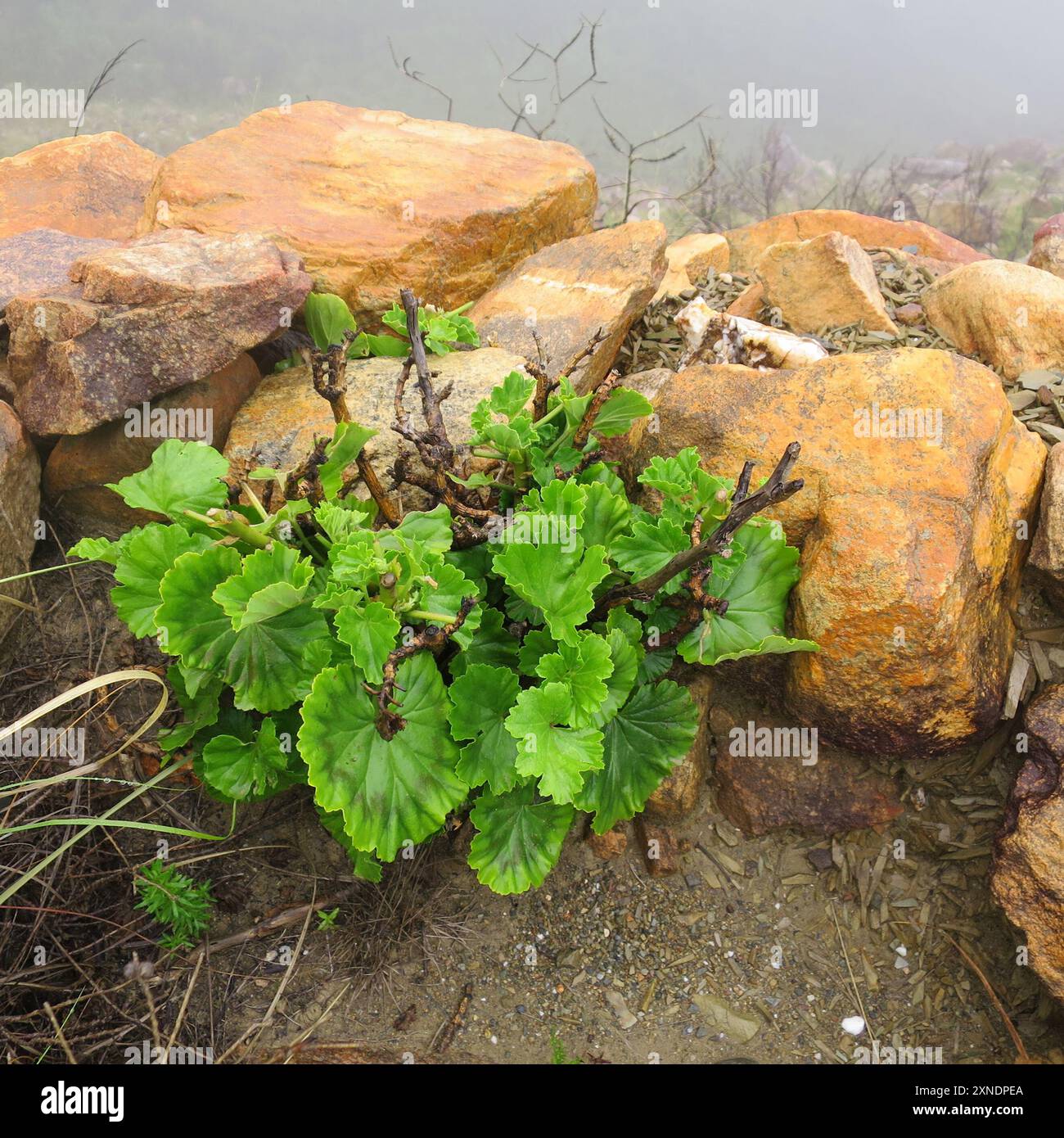 horseshoe geranium (Pelargonium zonale) Plantae Stock Photo - Alamy