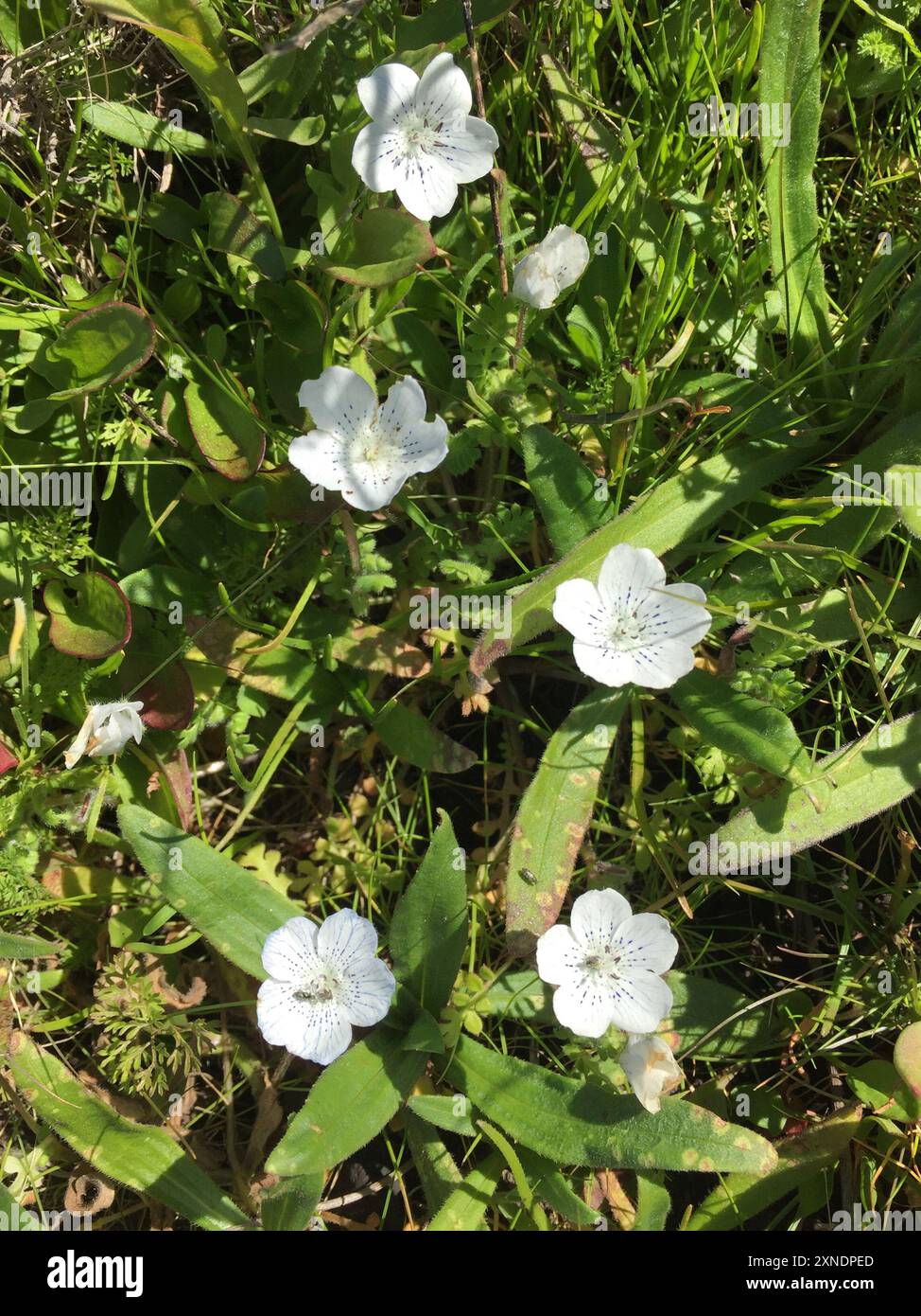 white baby blue eyes (Nemophila menziesii atomaria) Plantae Stock Photo ...