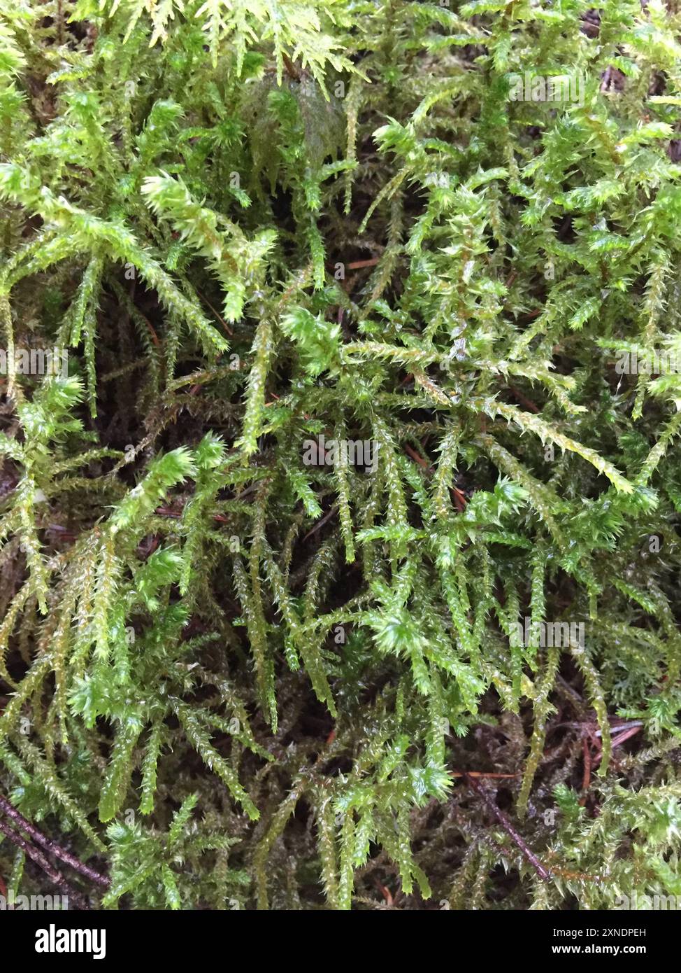 rough goose neck moss (Hylocomiadelphus triquetrus) Plantae Stock Photo ...