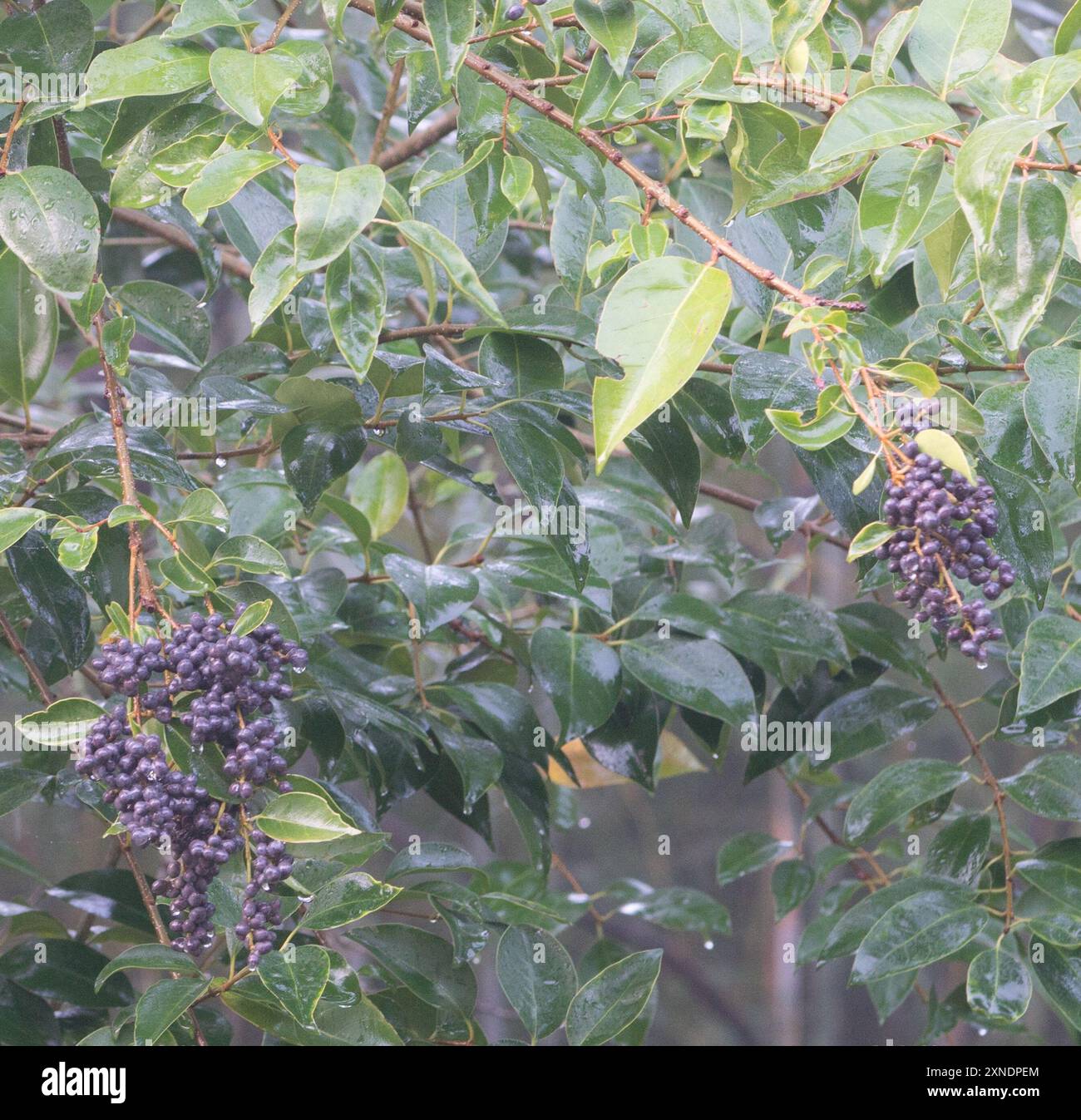 tree privet (Ligustrum lucidum) Plantae Stock Photo - Alamy