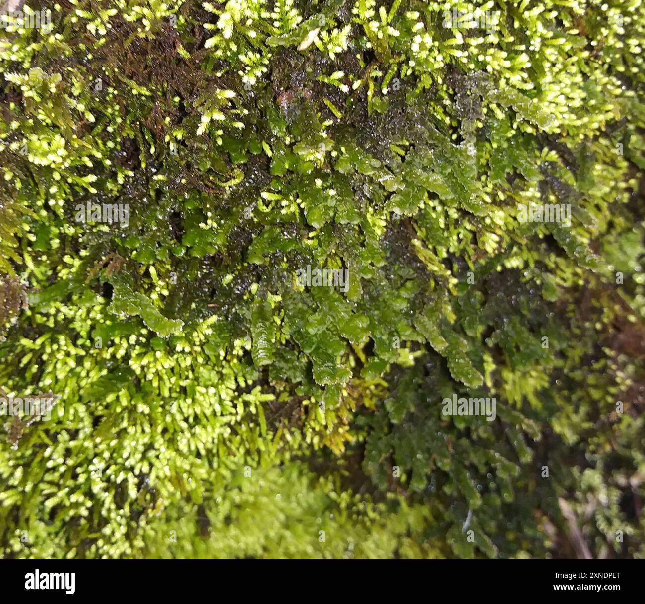 liverworts (Marchantiophyta) Plantae Stock Photo - Alamy