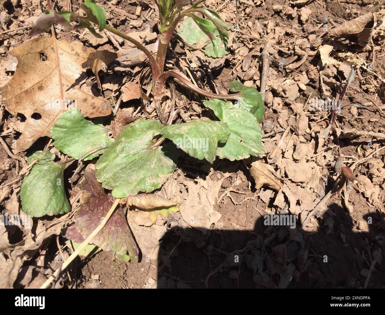small-flowered buttercup (Ranunculus abortivus) Plantae Stock Photo - Alamy