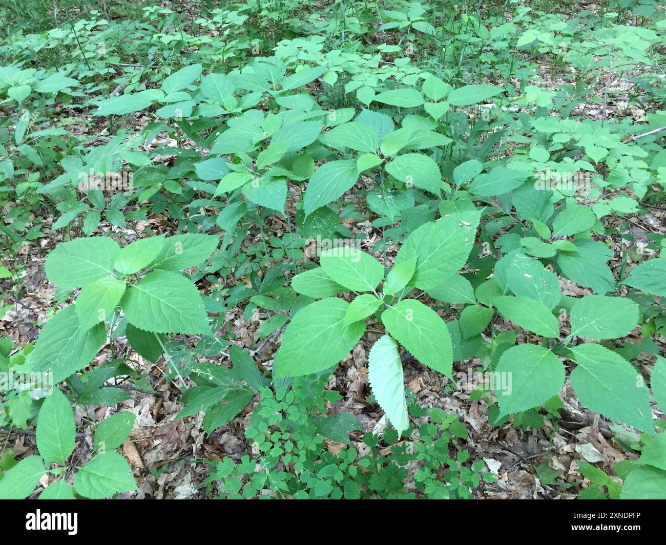 citronella horse balm (Collinsonia canadensis) Plantae Stock Photo - Alamy