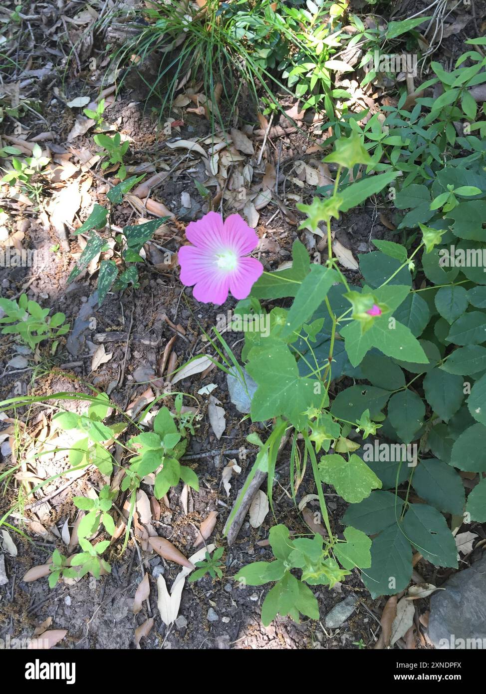 Spotted-stalked Tree-mallow (Malva punctata) Plantae Stock Photo - Alamy