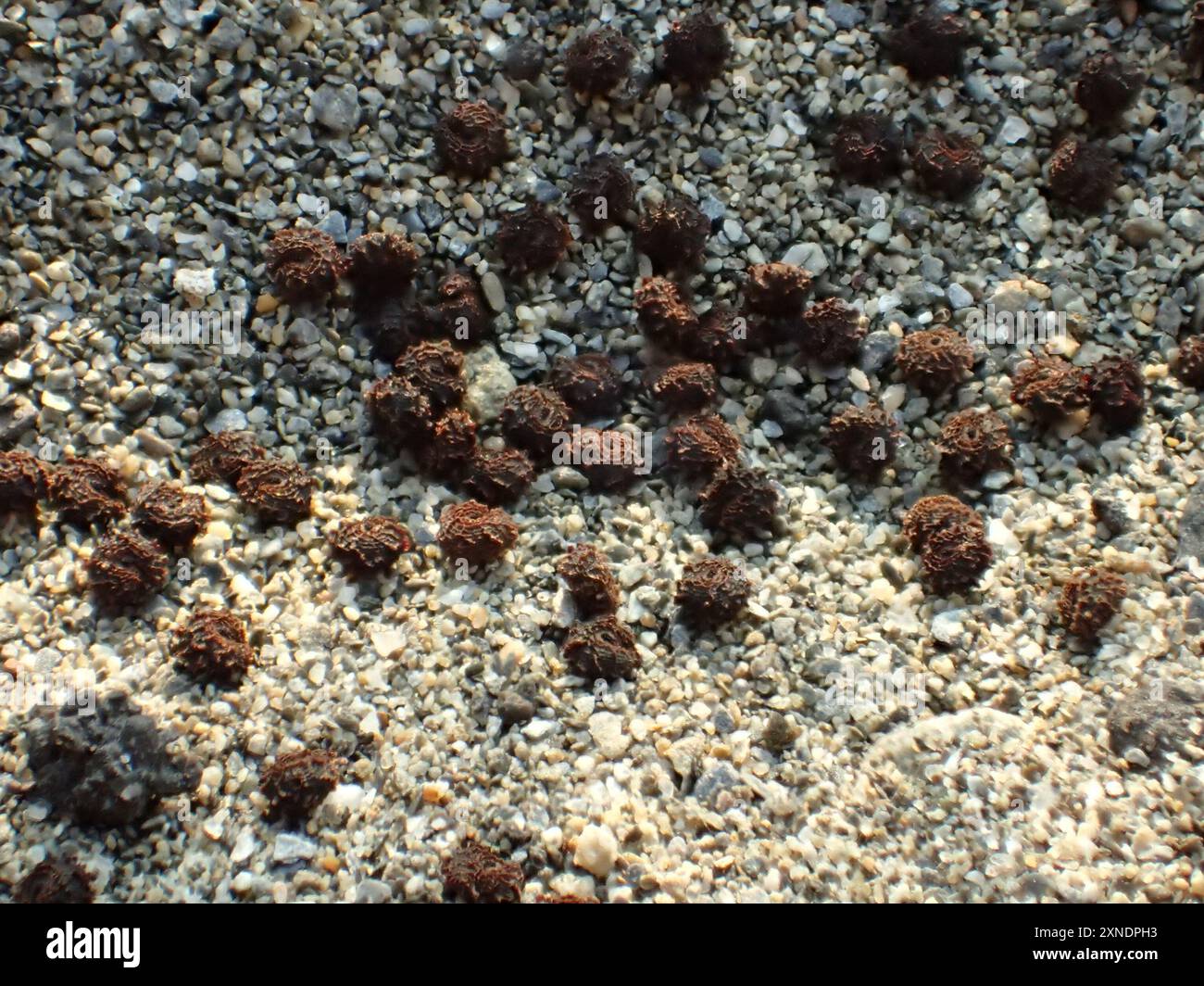 Spiderwisp (Cleome gynandra) Plantae Stock Photo - Alamy