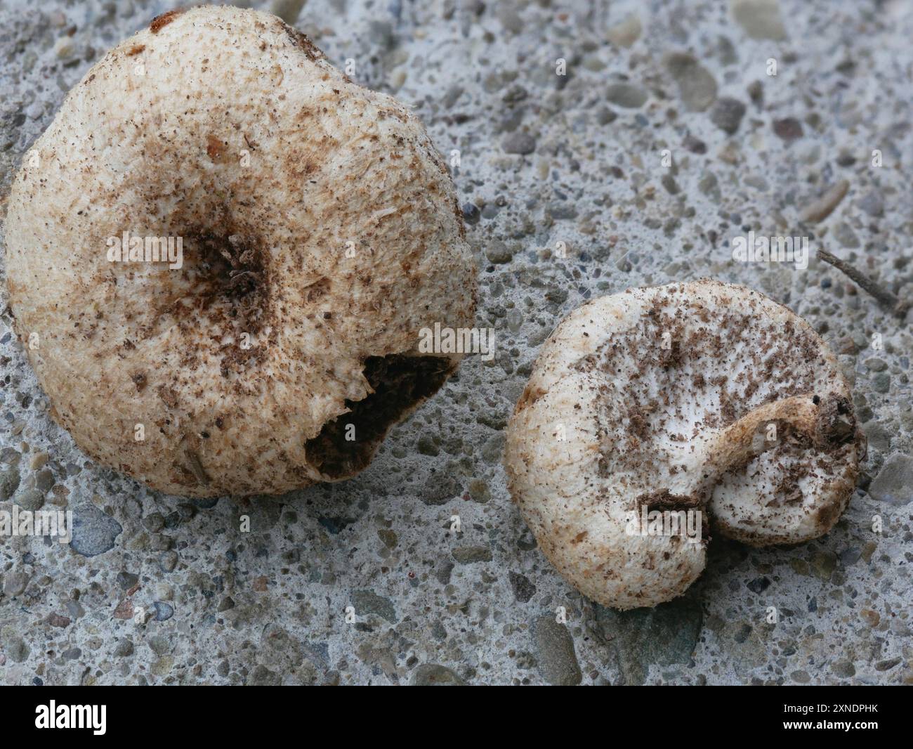 Tiger Sawgill (Lentinus tigrinus) Fungi Stock Photo - Alamy