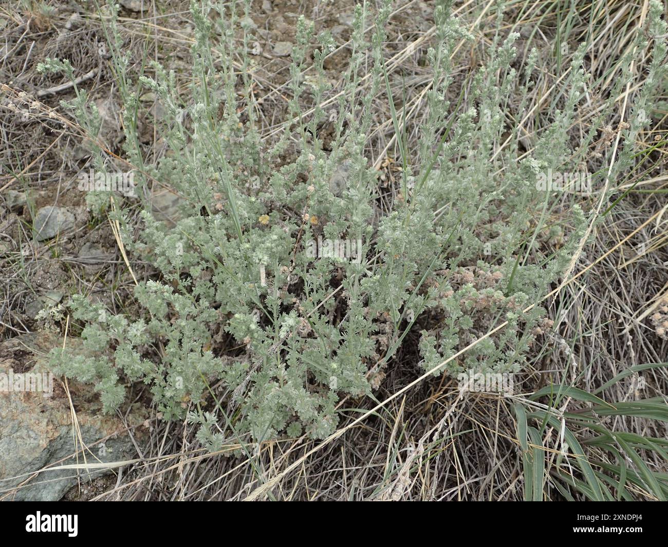 fringed sagebrush (Artemisia frigida) Plantae Stock Photo - Alamy